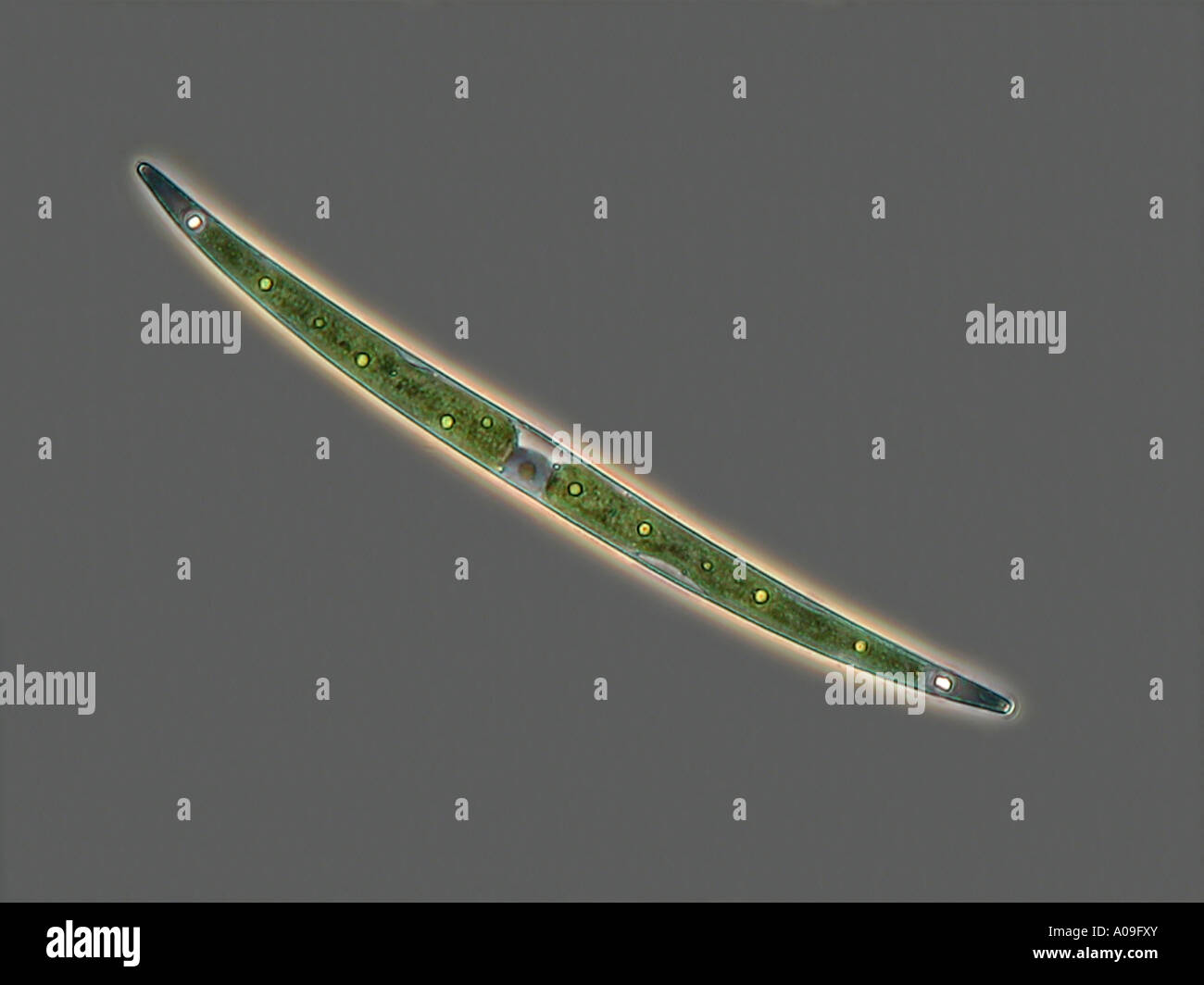 Phase contrast green algae hi-res stock photography and images - Alamy
