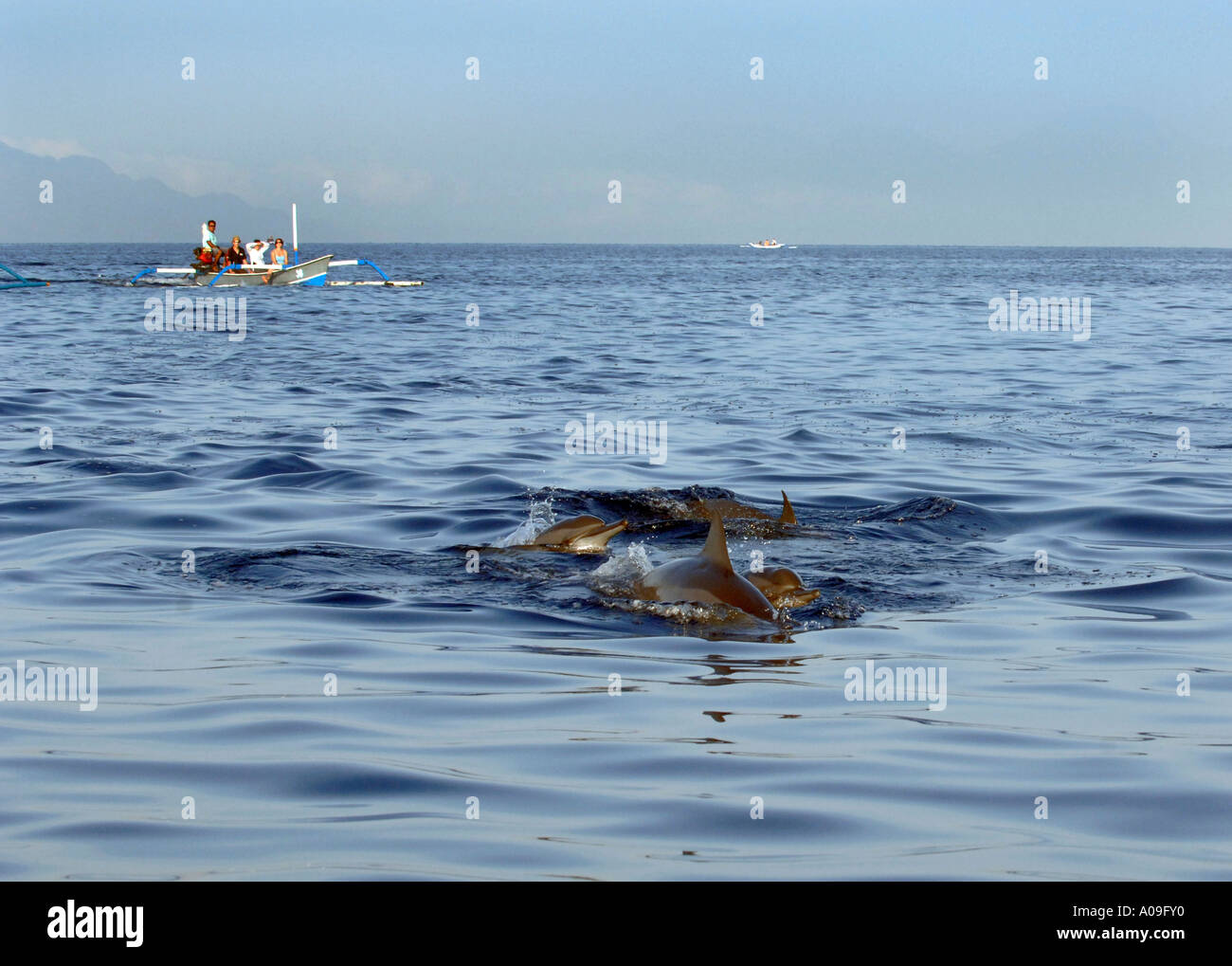 Dolphins followed by Indonesian outrigger fishing boat, dolphin ...