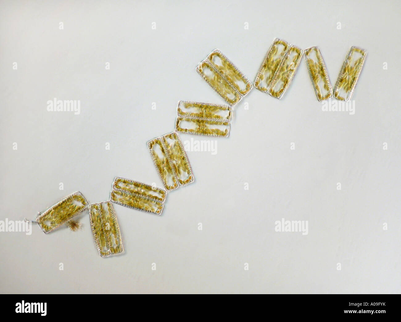 Diatoma vulgare (Diatoma vulgare), with light microscopy, COL Stock ...