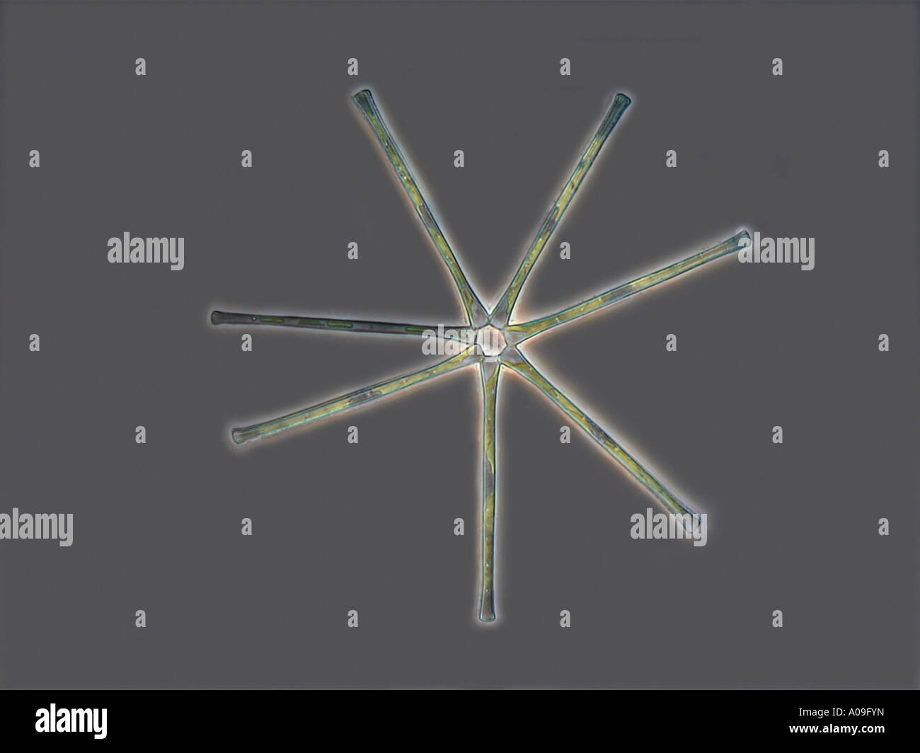 Asterionella hi-res stock photography and images - Alamy