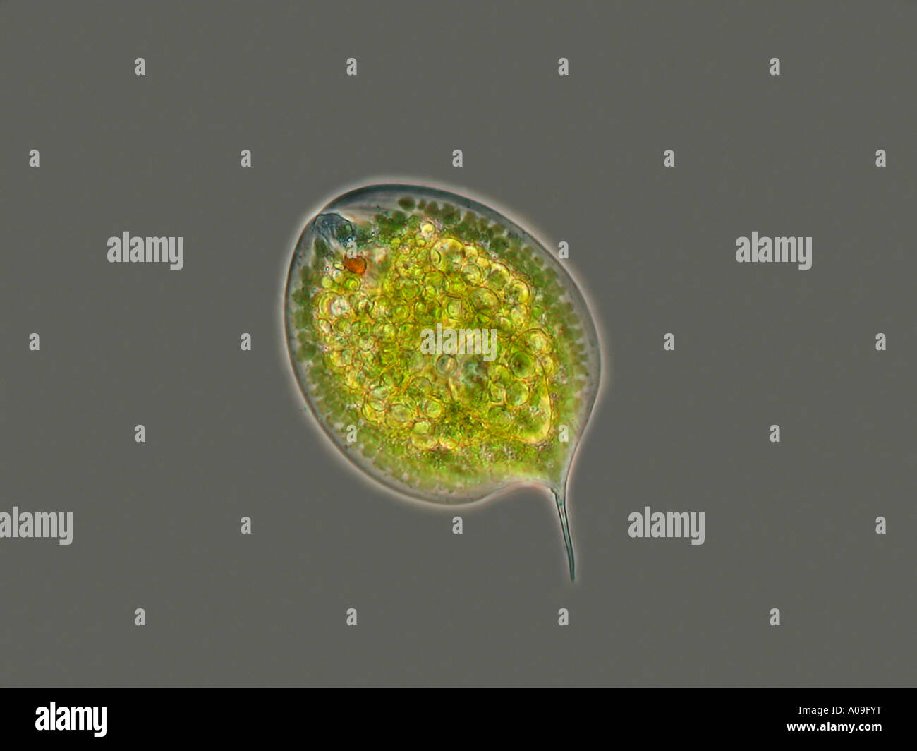 Phacus euglenoid hi-res stock photography and images - Alamy