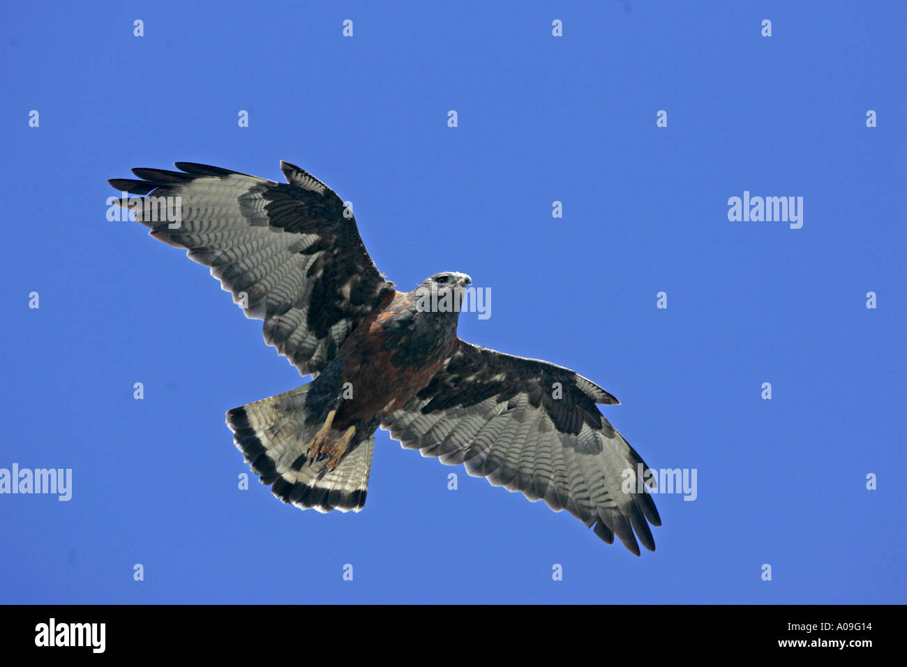 RED BACKED HAWK Buteo polyosoma Stock Photo - Alamy