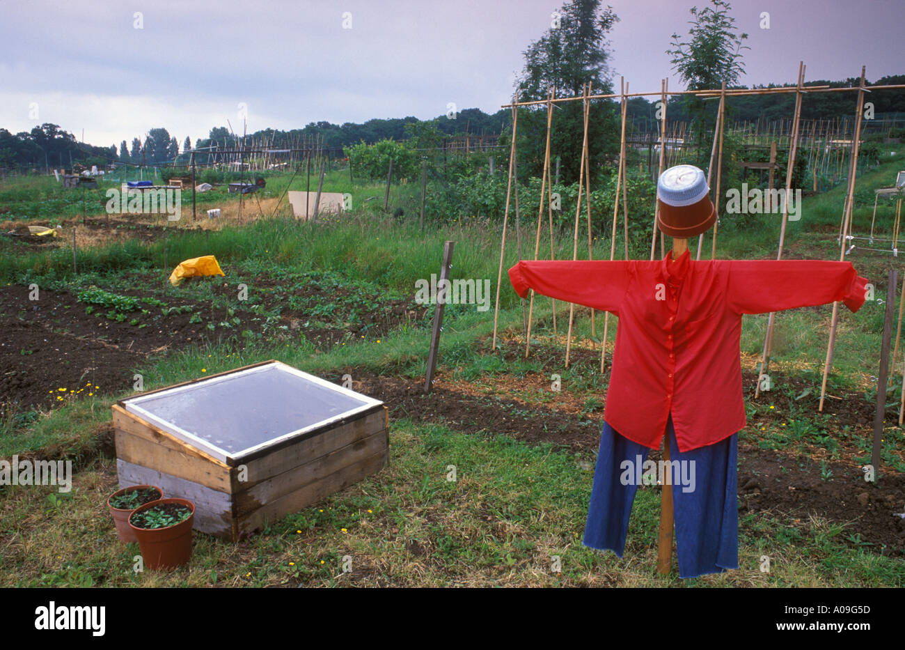 UK scarecrow south London urban green space allotment 2000s WEngland ...