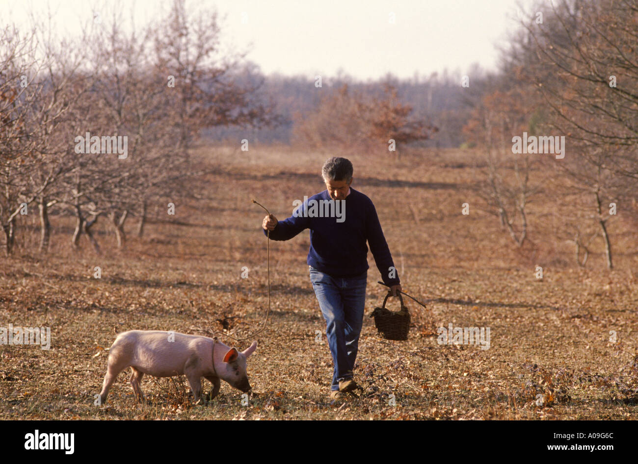 French Farmer Pig Truffle Hunt, hunting with a pig which is locating ...