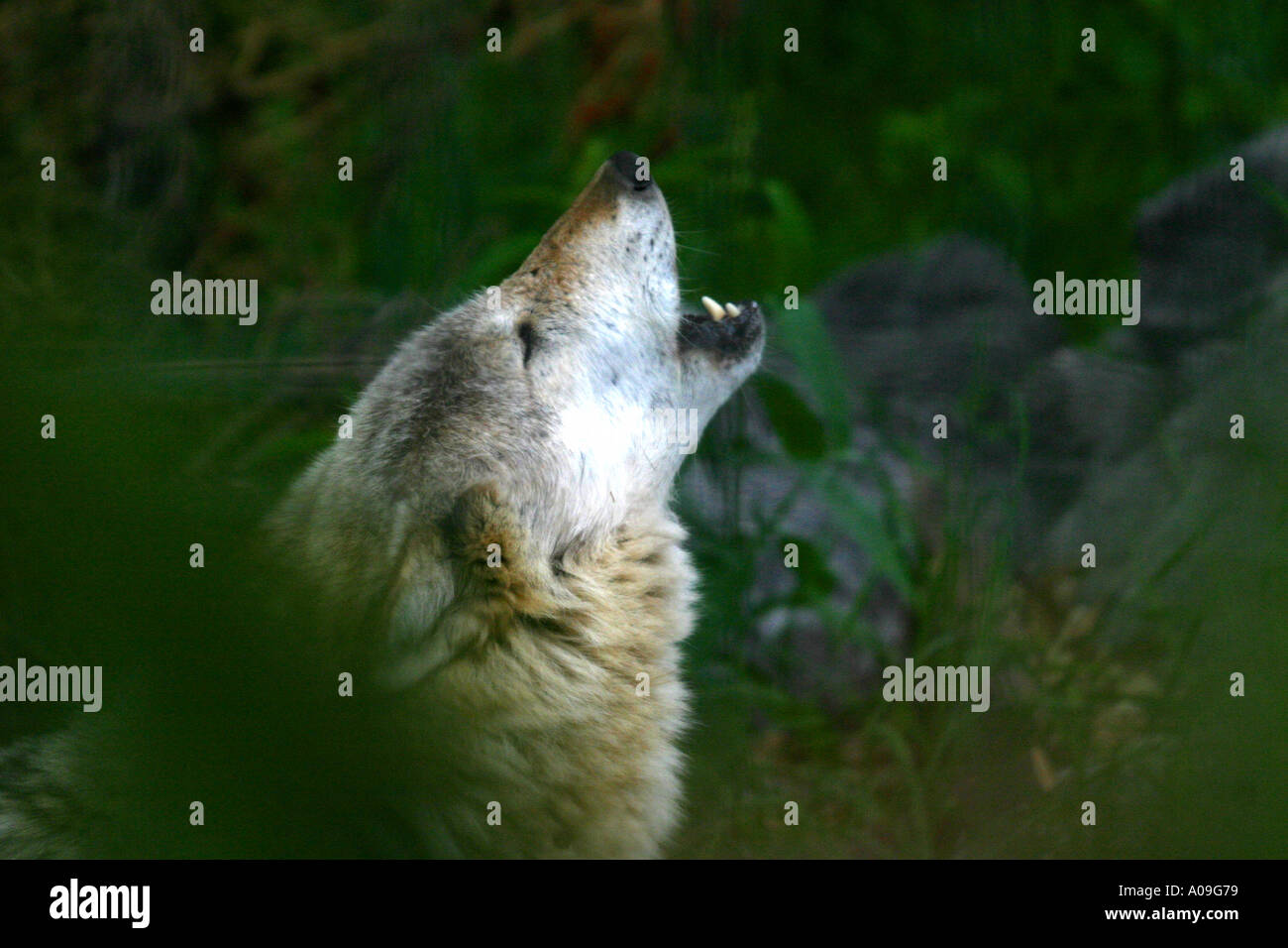 Gray wolf canis lupus Alberta Canada Stock Photo - Alamy