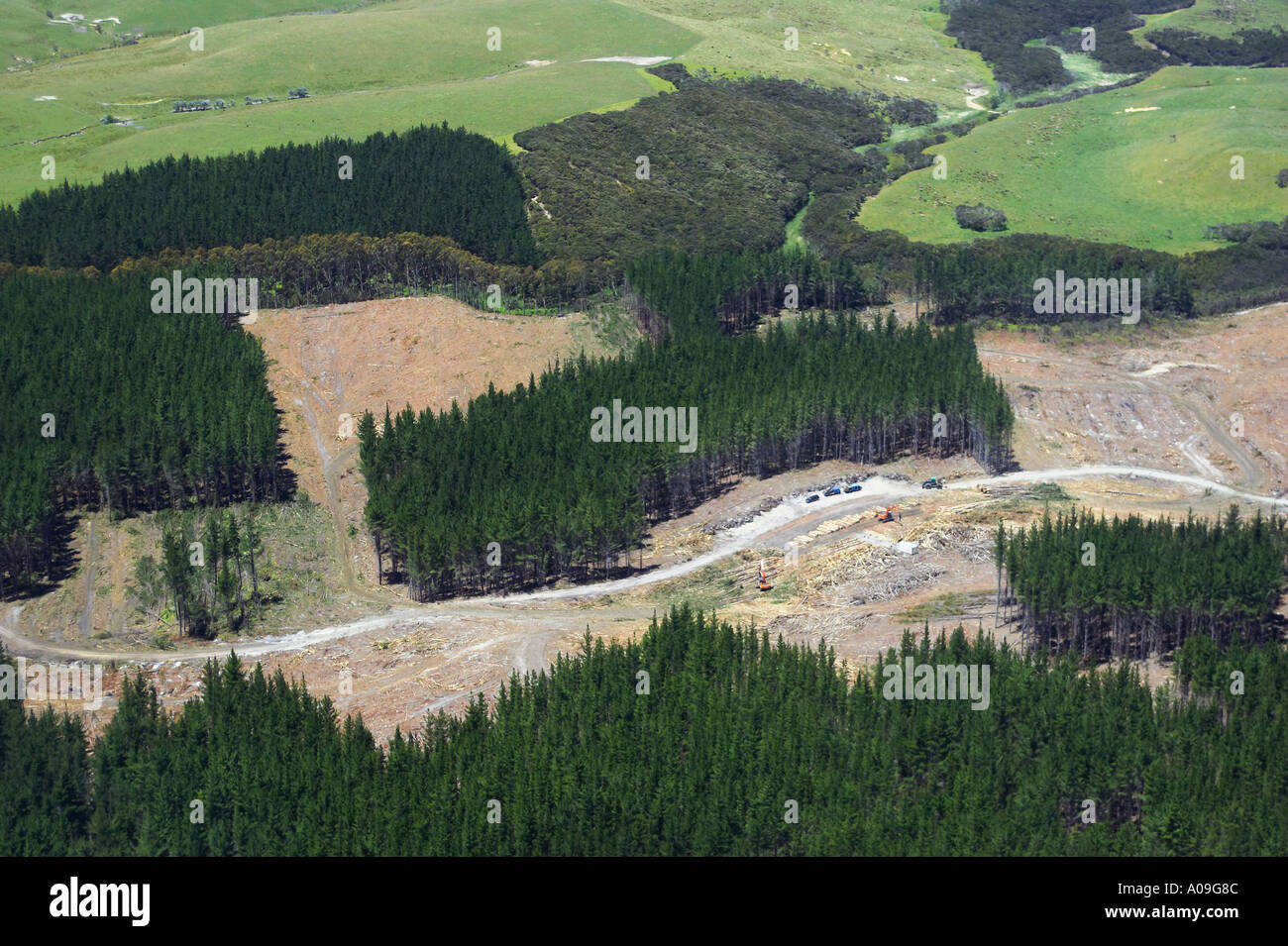 Radiata pines new zealand hi-res stock photography and images - Alamy