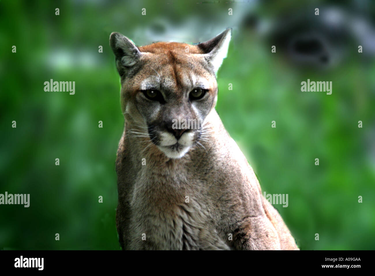 Mountain lion Alberta Canada; puma concolor Stock Photo - Alamy