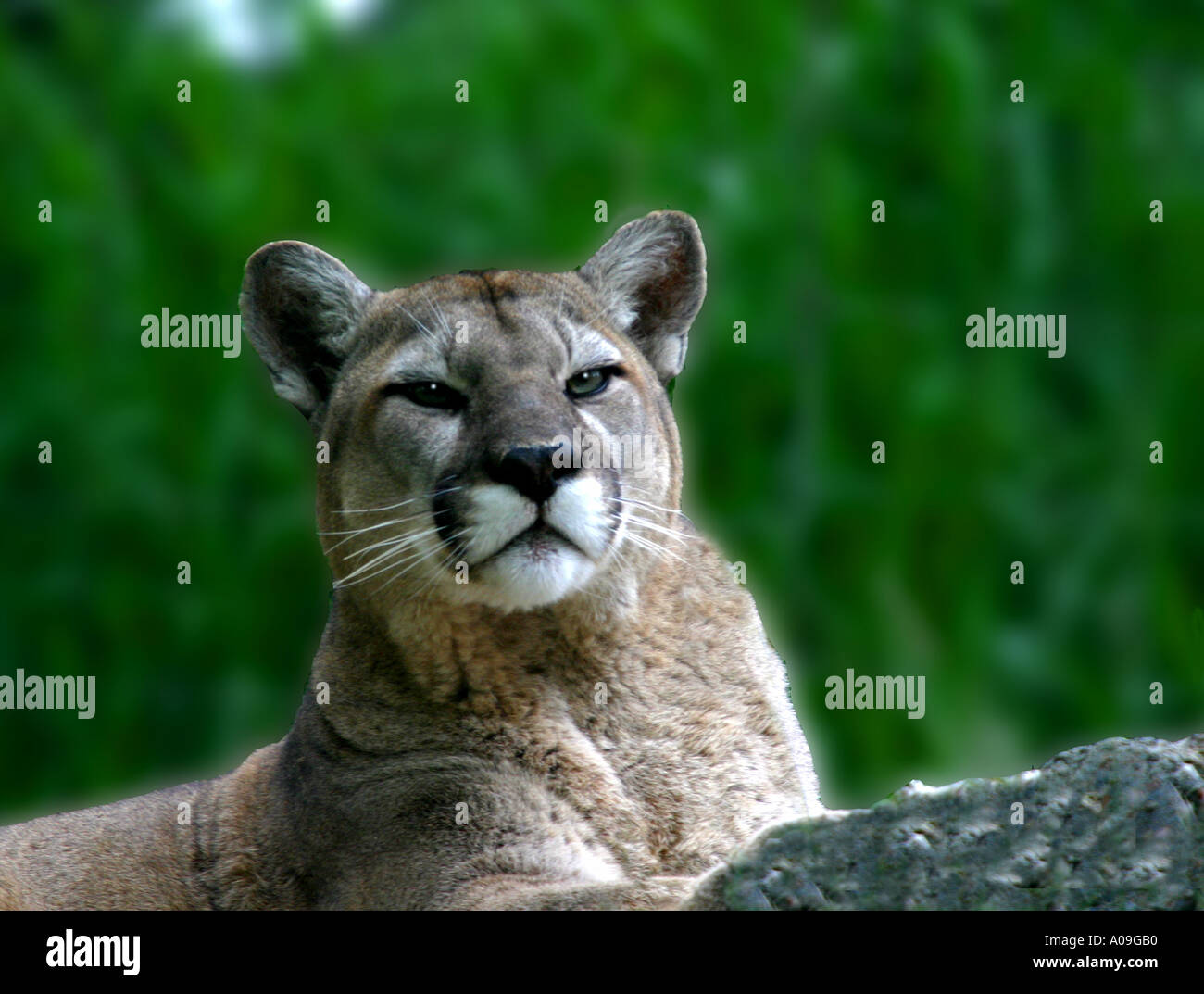 Mountains Lion ; puma concolor; Alberta Canada Stock Photo - Alamy