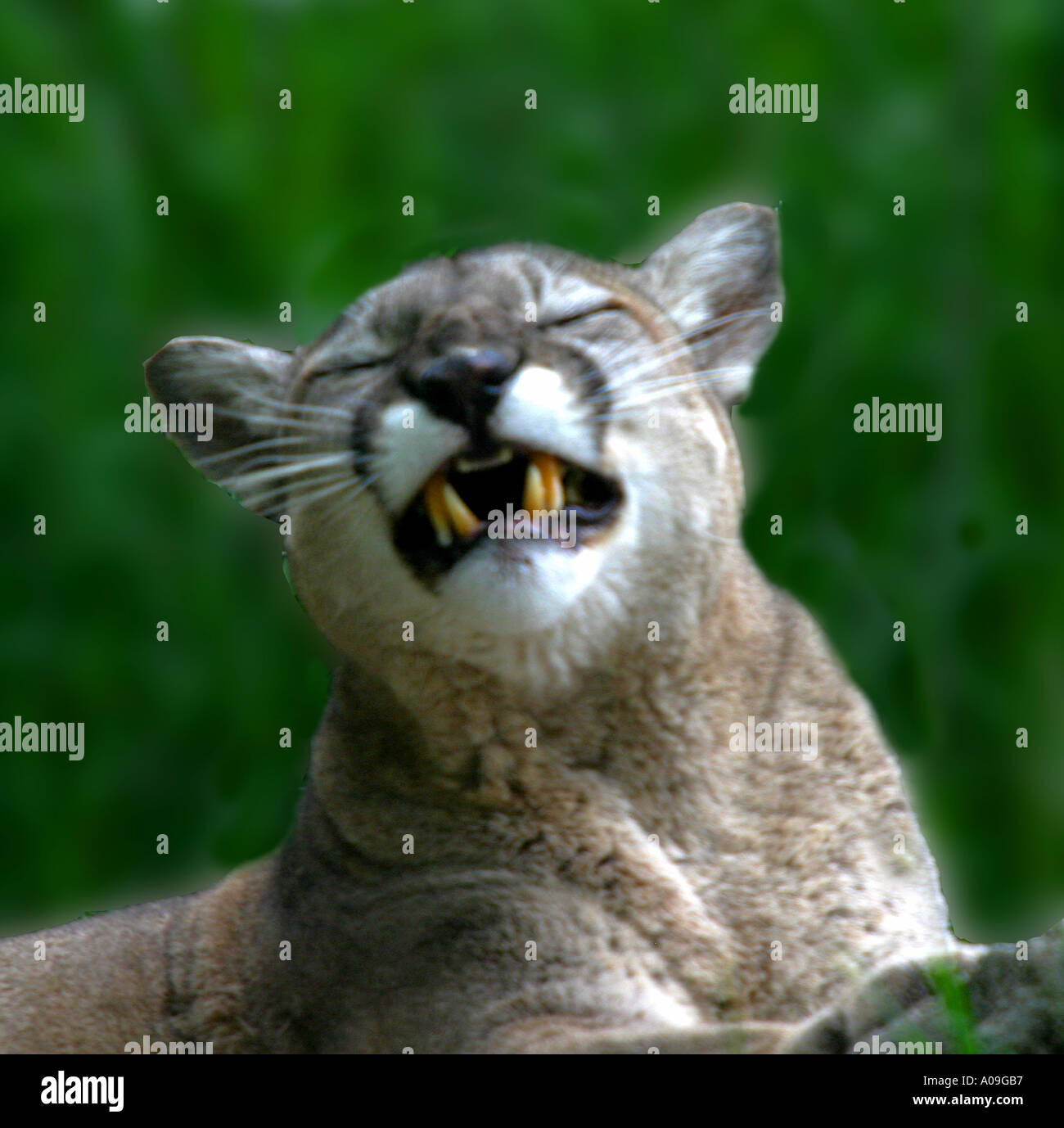 Four lion claws hi-res stock photography and images - Alamy