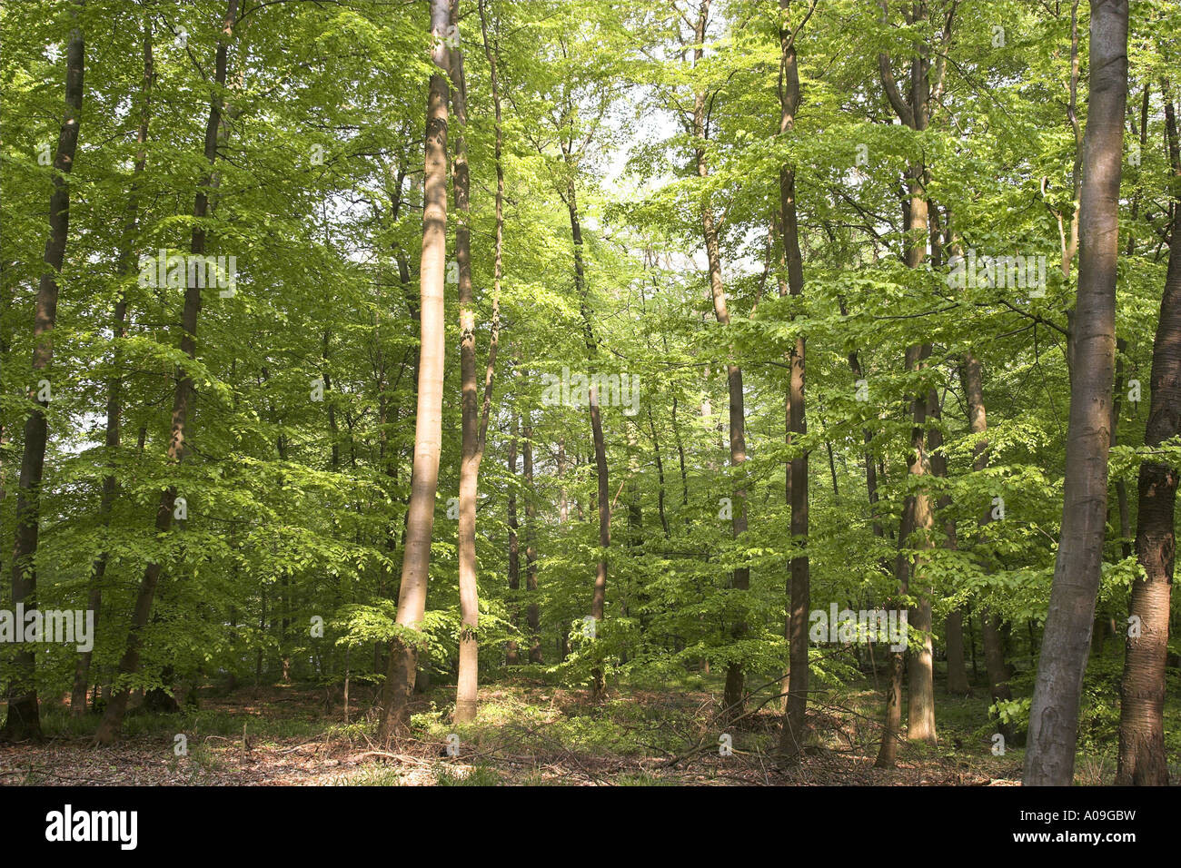 Common beech tree spring hi-res stock photography and images - Alamy