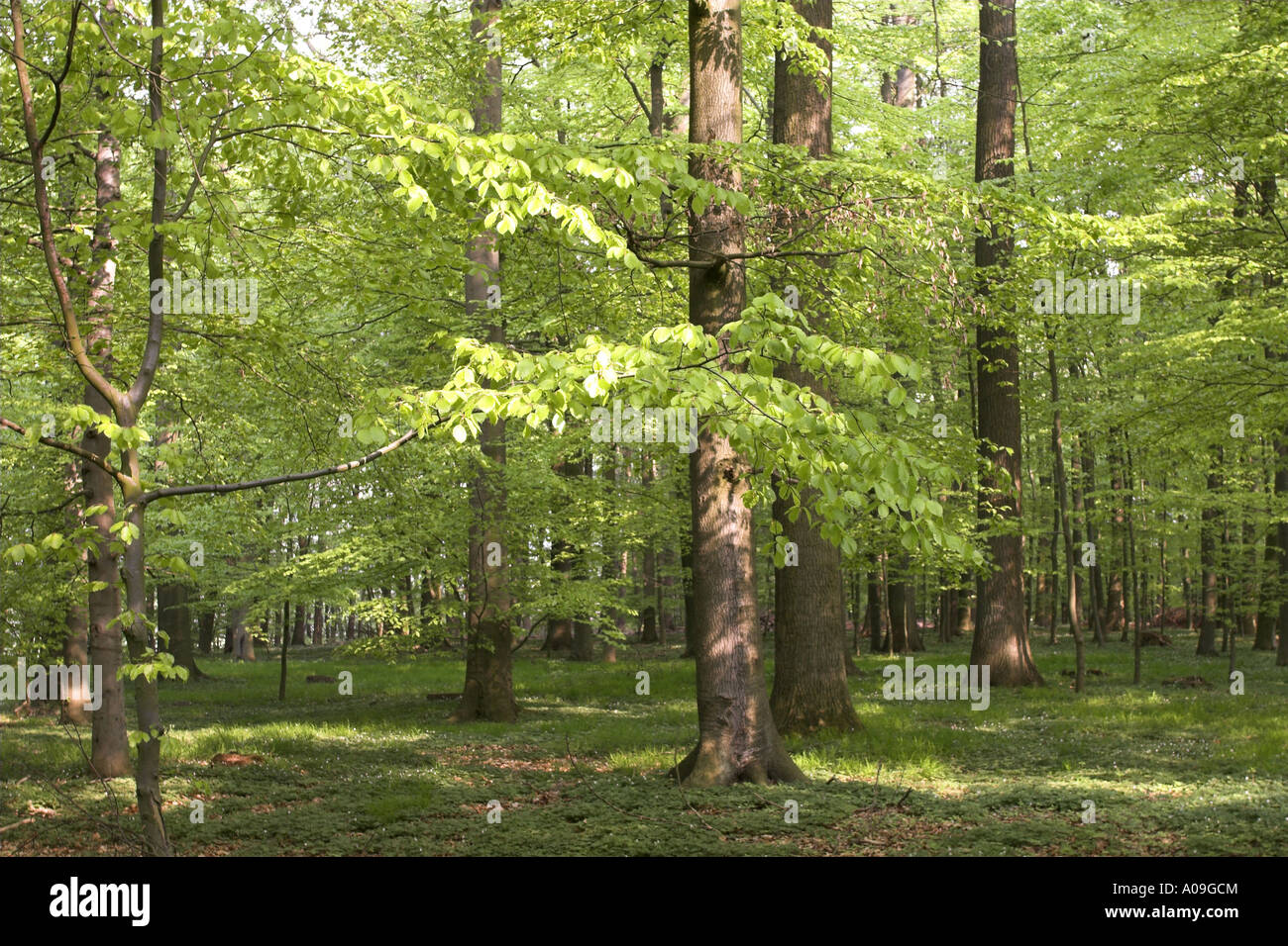 common beech (Fagus sylvatica), beech forest in spring Stock Photo - Alamy