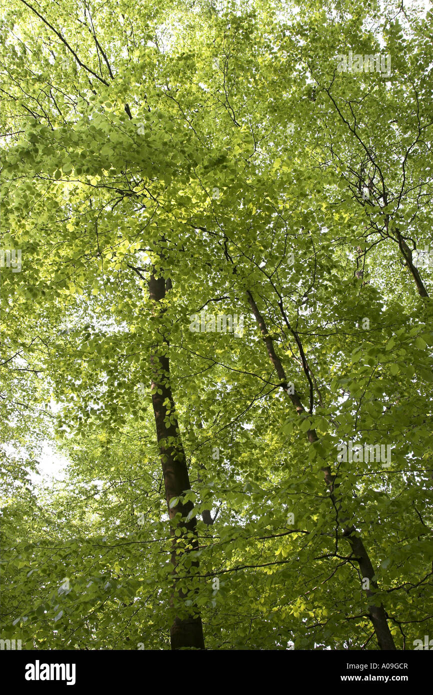 common beech (Fagus sylvatica), beech forest in spring Stock Photo - Alamy