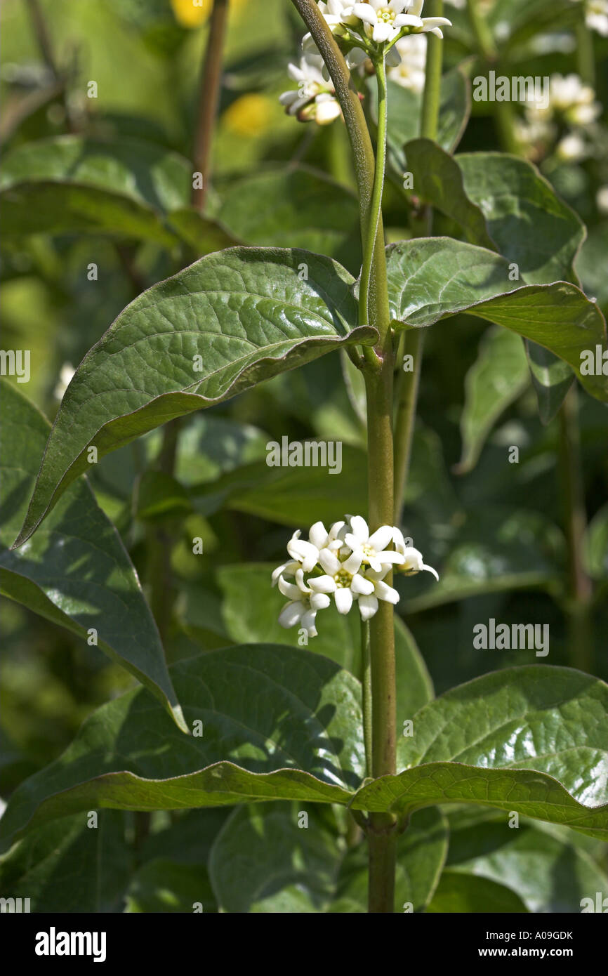 white swallow-wort (Vincetoxicum hirundinaria, Cynanchum vincentoxicum ...