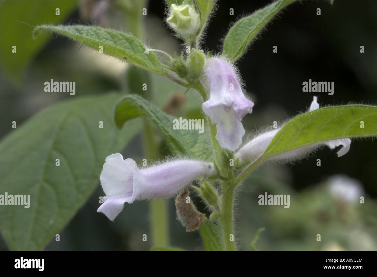 sesamum, sesame (Sesamum indicum), plant with blossoms Stock Photo - Alamy