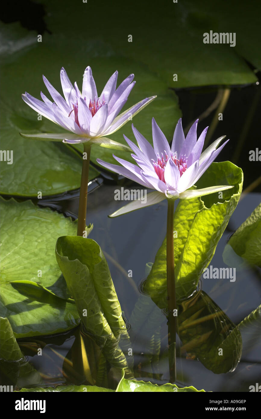 water lily, blue water lily, egyptian blue lily (Nymphaea caerulea ...