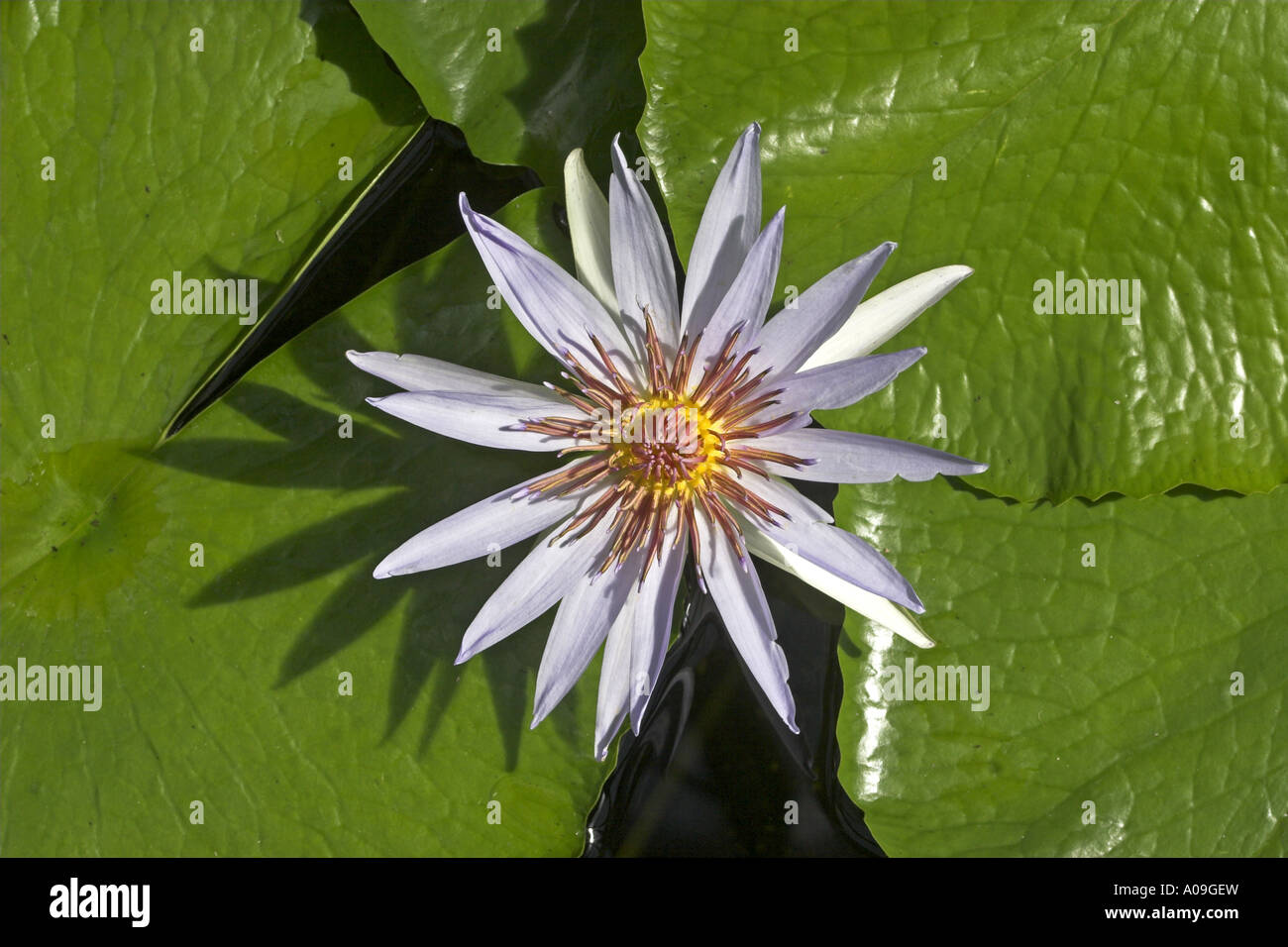 water lily, blue water lily, egyptian blue lily (Nymphaea caerulea ...