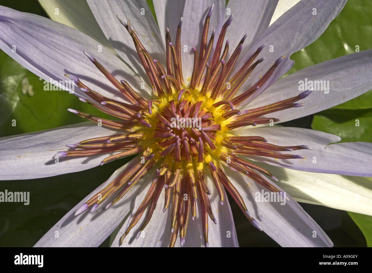 water lily, blue water lily, egyptian blue lily (Nymphaea caerulea ...
