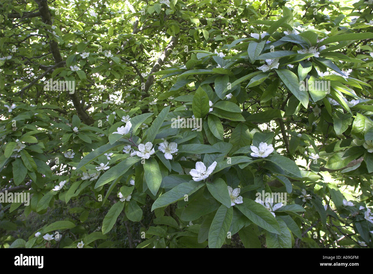 medlar (Mespilus germanica), blooming tree Stock Photo - Alamy