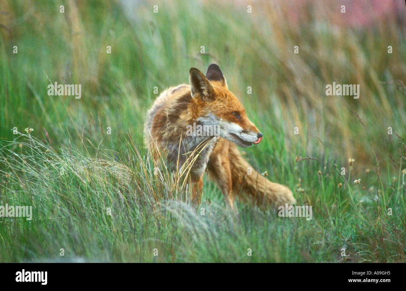 Fox scotland highlands hi-res stock photography and images - Alamy