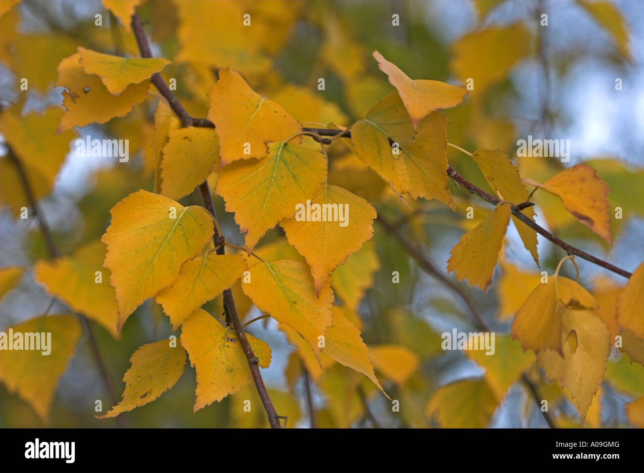 common birch, silver birch, European white birch, white birch (Betula ...
