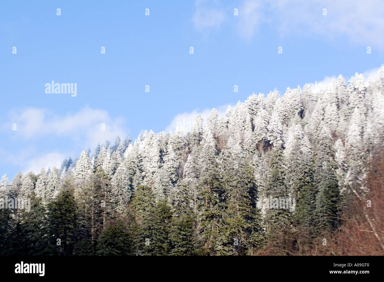 Newfound Gap Spring High Resolution Stock Photography and Images - Alamy