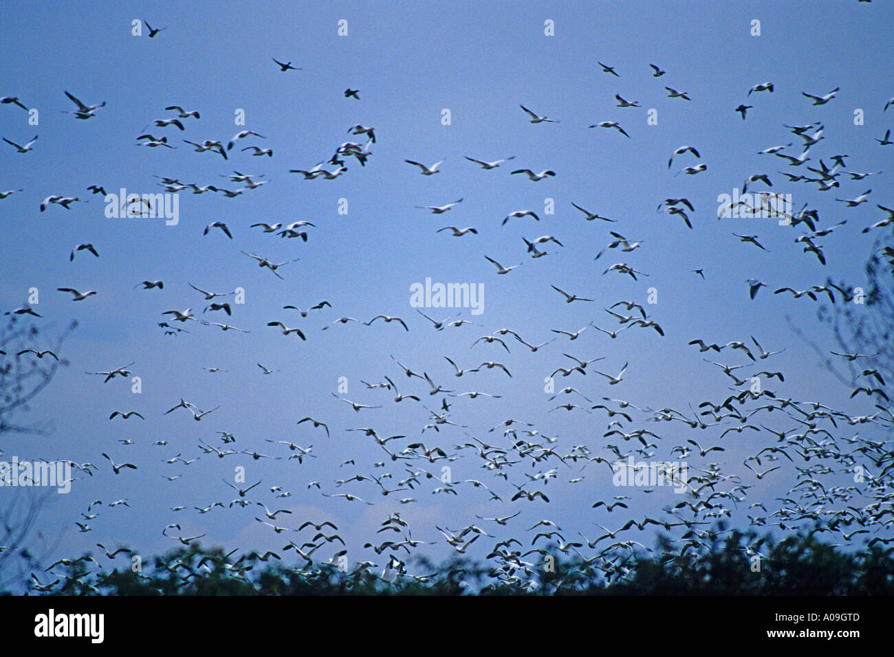 Snow Geese in Flight, Reifel Migratory Bird Sanctuary, BC Stock Photo ...