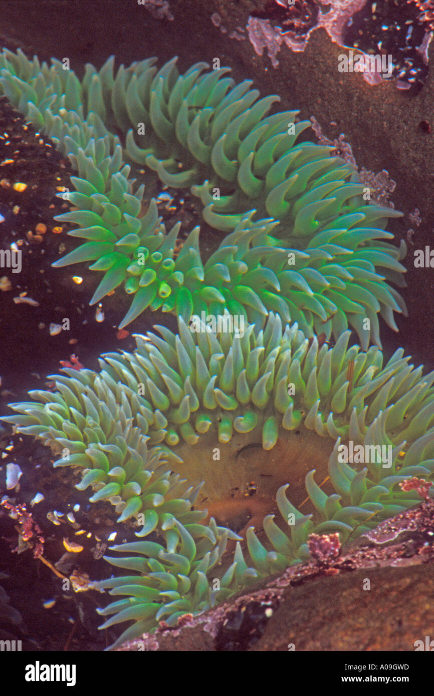 Foot sea anemone hi-res stock photography and images - Alamy