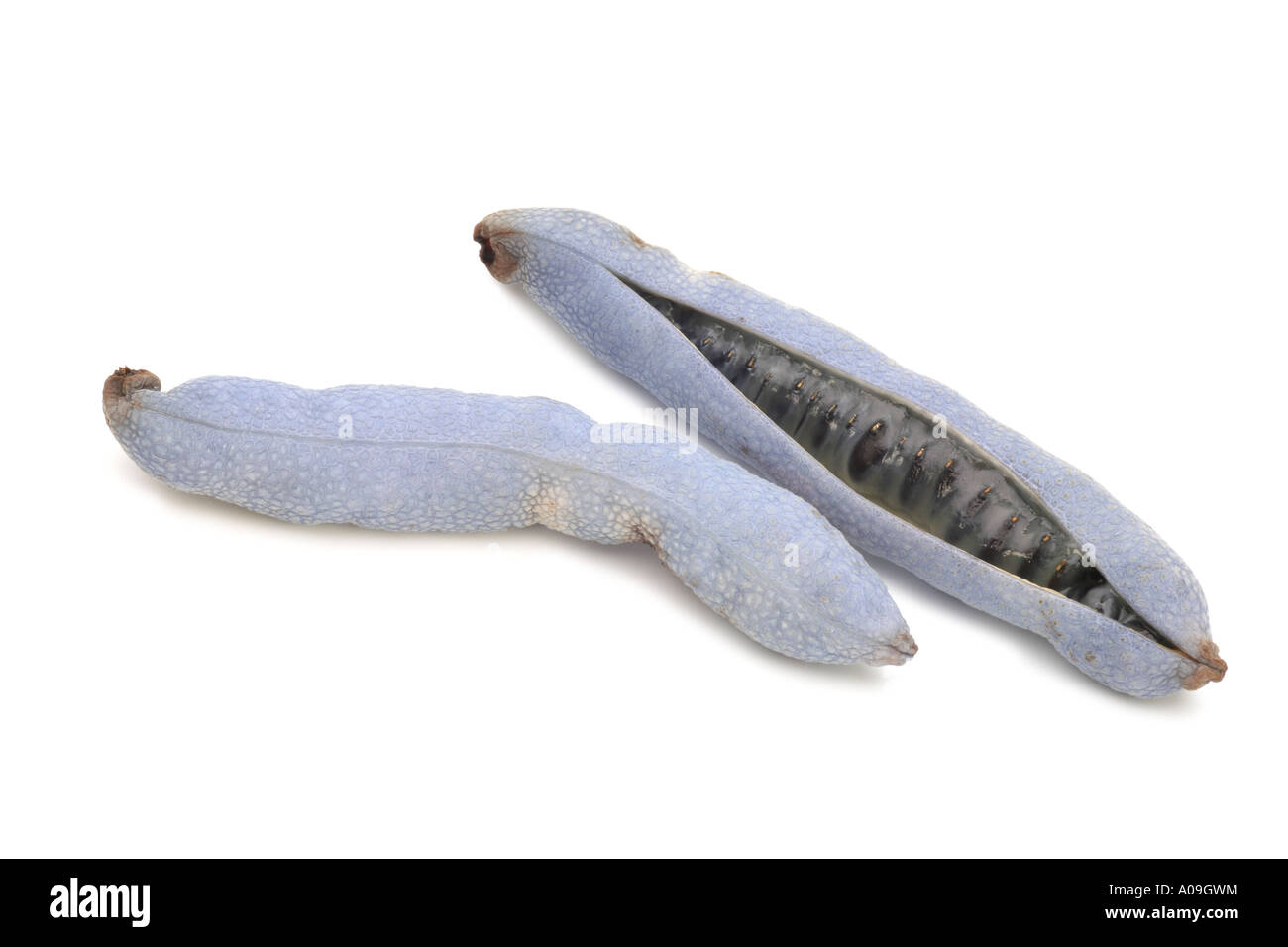 Dead Man's Fingers (Decaisnea fargesii), fruits Stock Photo - Alamy