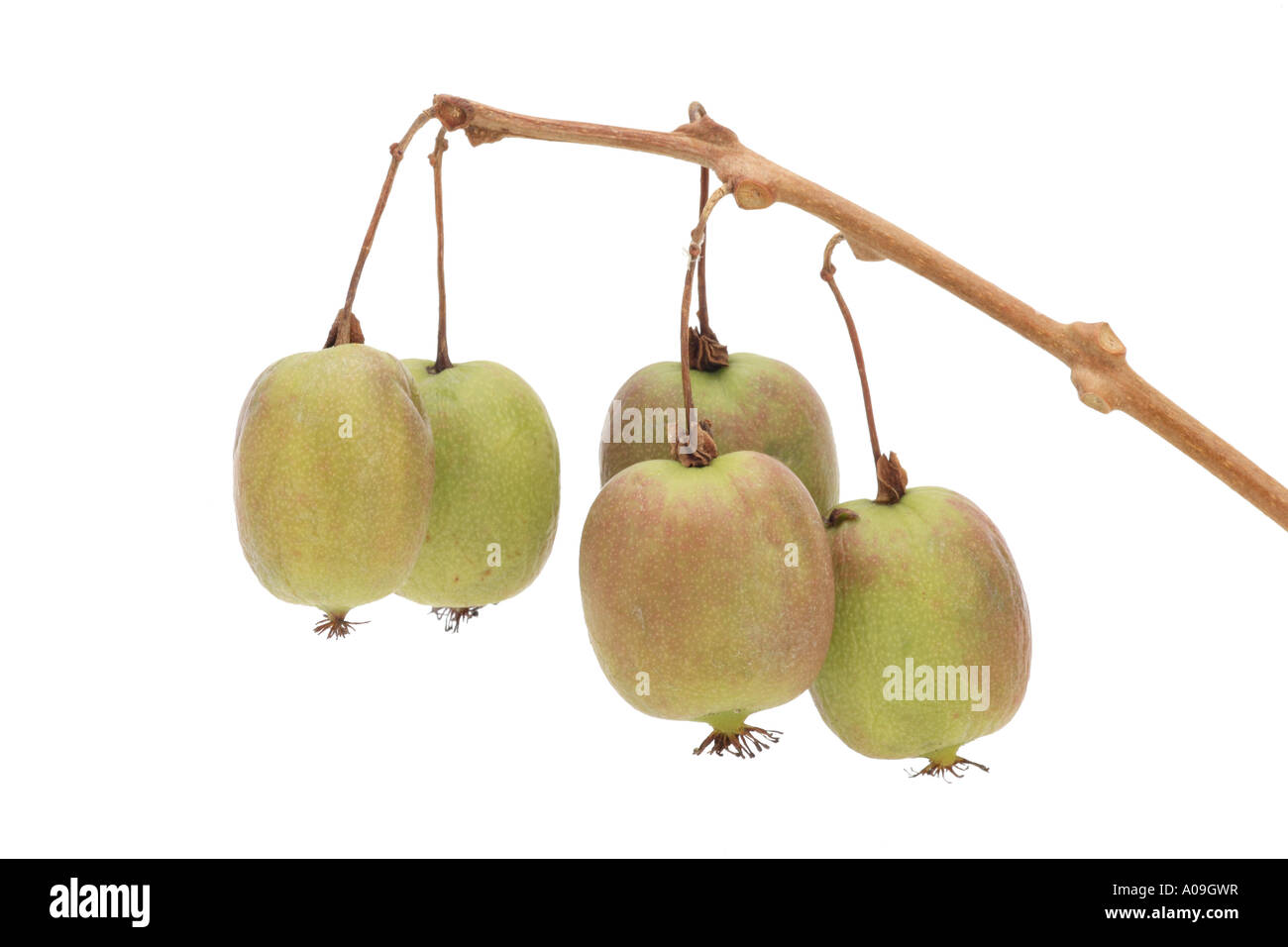 Tara vine Cut Out Stock Images & Pictures - Alamy