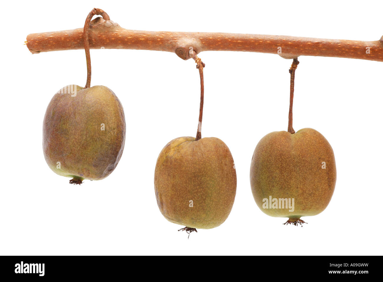 Bower family actinidiaceae hi-res stock photography and images - Alamy