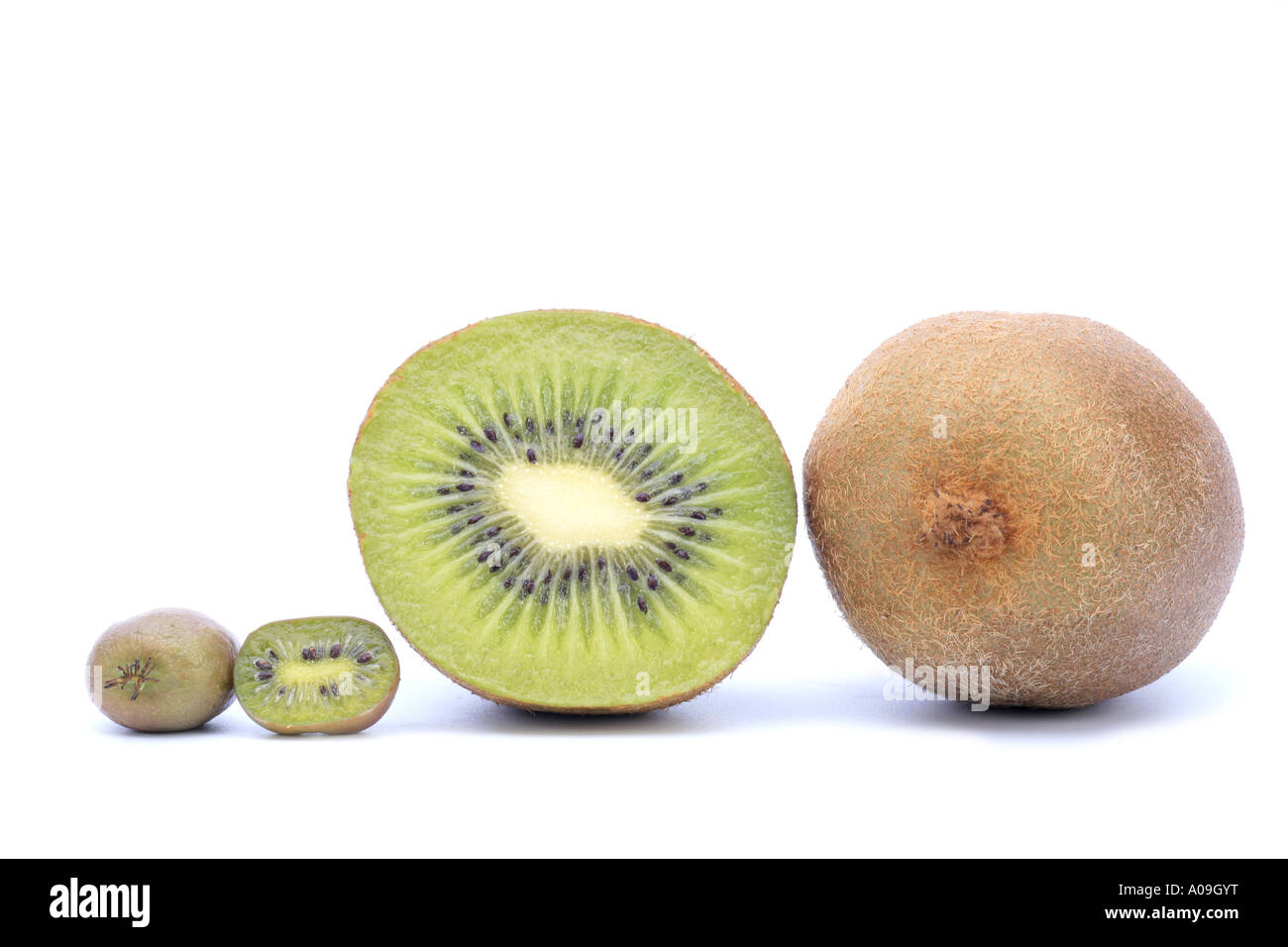 Tara Vine, Bower Actinidia, Mini Kiwi (Actinidia arguta), size ...