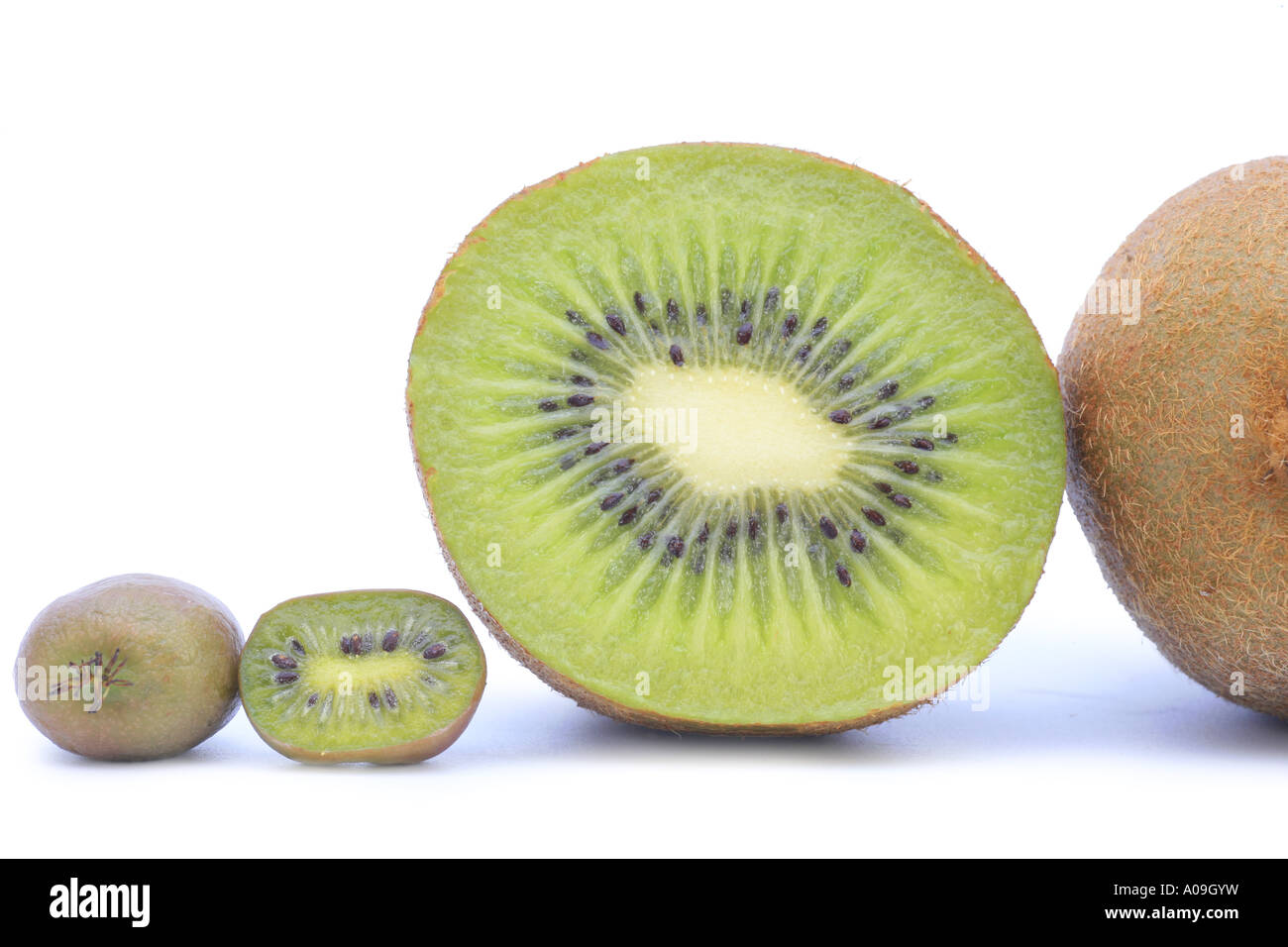 Tara Vine, Bower Actinidia, Mini Kiwi (Actinidia arguta), size ...