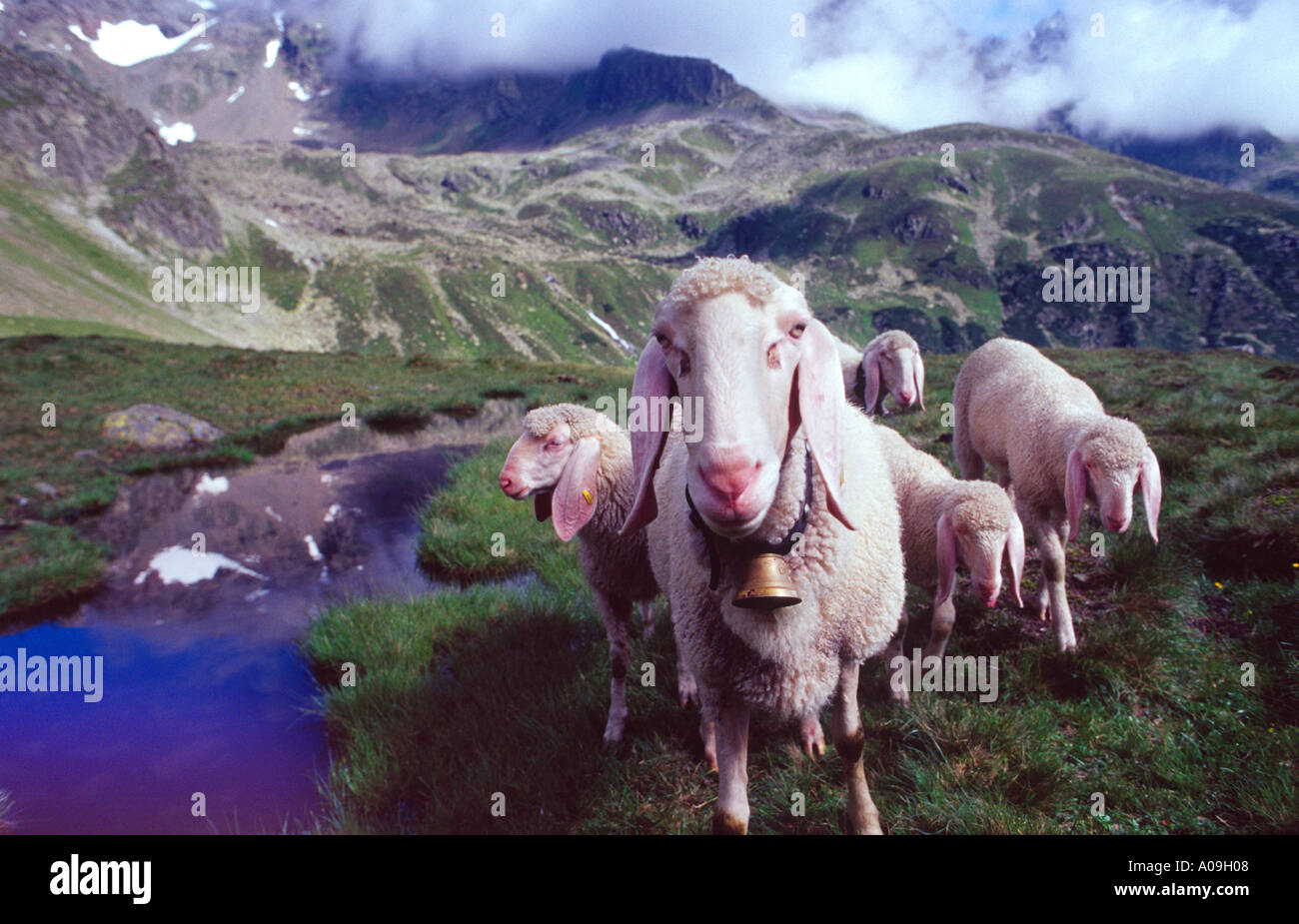 Mountain sheep along the Stubai Hohenweg, Stubai Alps, Tirol, Austria ...