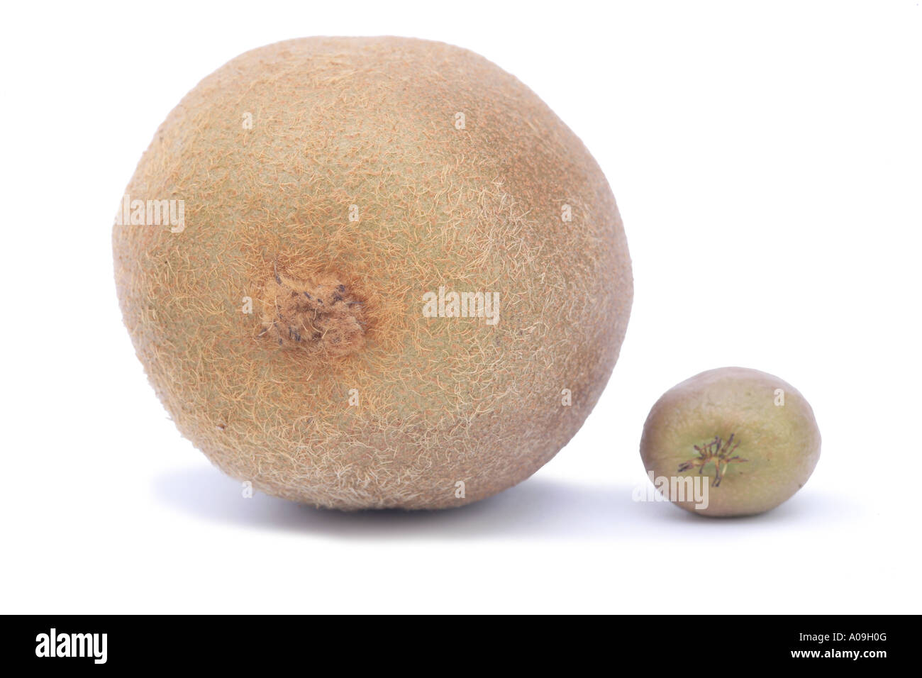 Tara Vine, Bower Actinidia, Mini Kiwi (Actinidia arguta), size ...