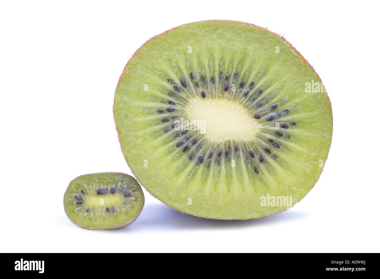 Tara Vine, Bower Actinidia, Mini Kiwi (Actinidia arguta), size ...