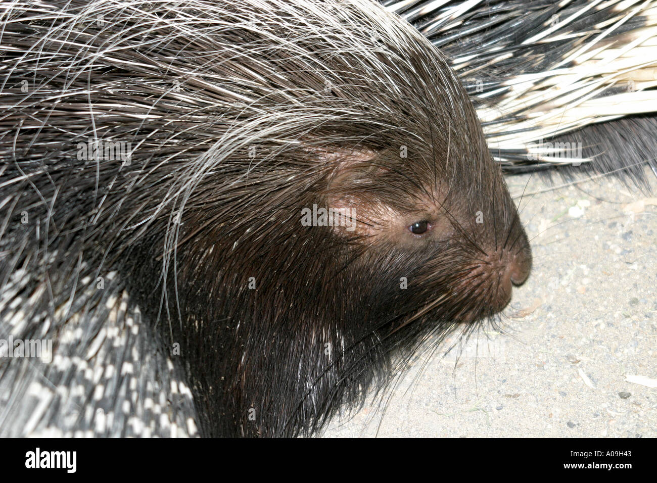 Porcupine sharp needles hi-res stock photography and images - Alamy