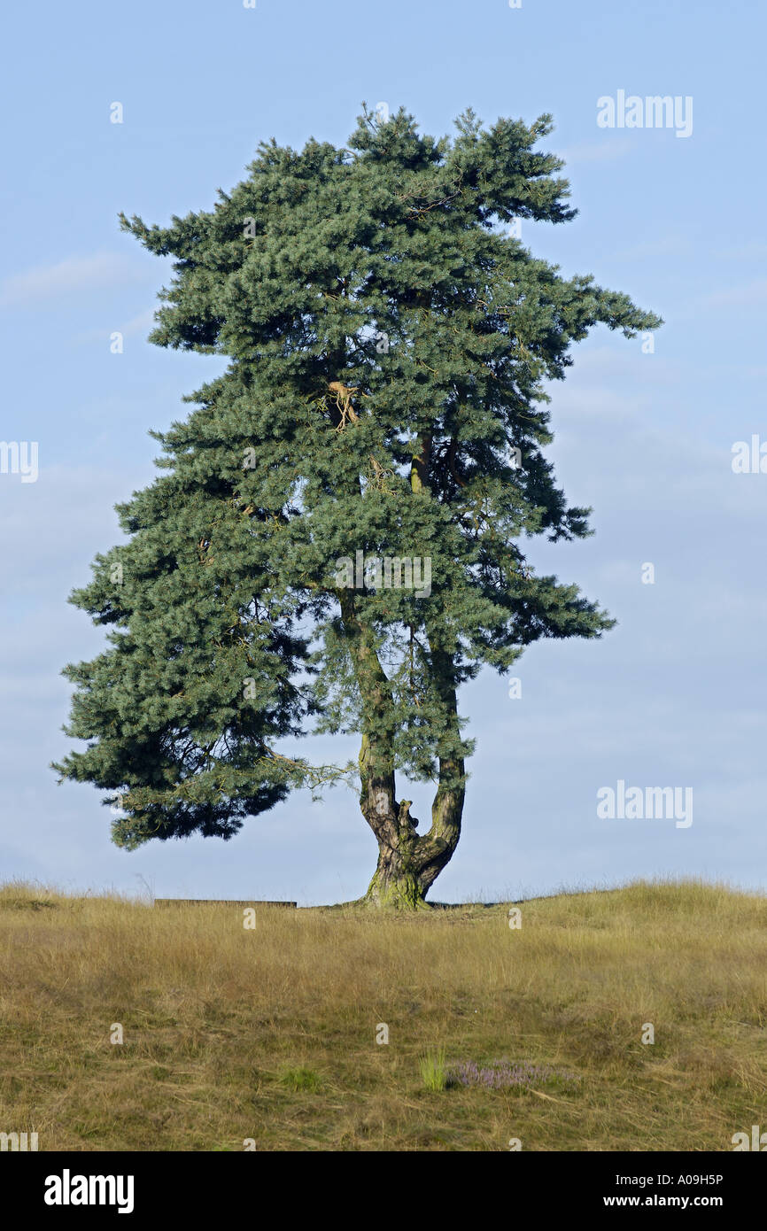 Scotch pine, scots pine (Pinus sylvestris), single tree with blue sky ...