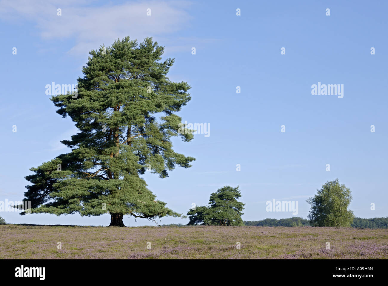 Scotch pine, scots pine (Pinus sylvestris), single tree with flowering ...