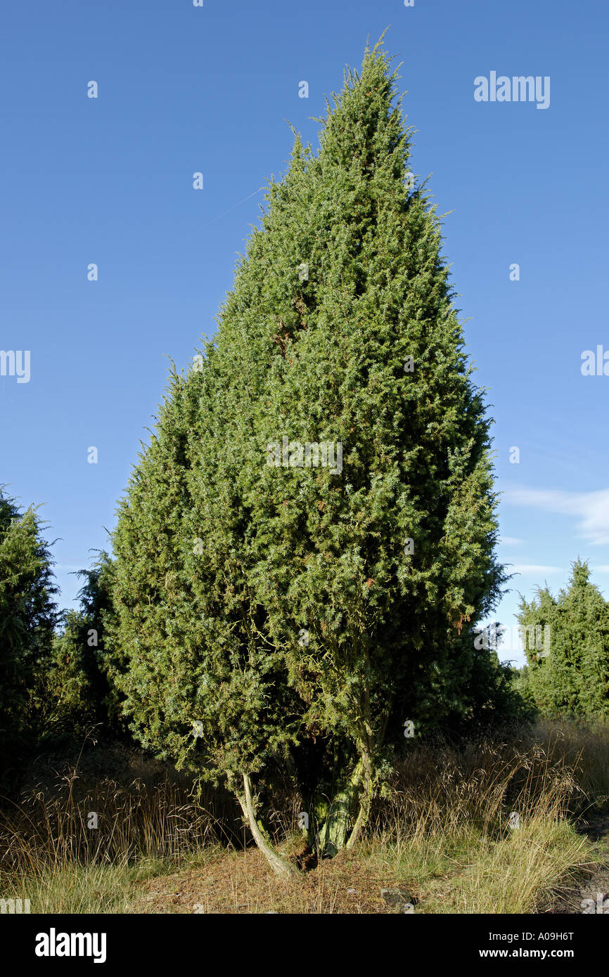 common juniper, ground juniper (Juniperus communis), Germany, North ...