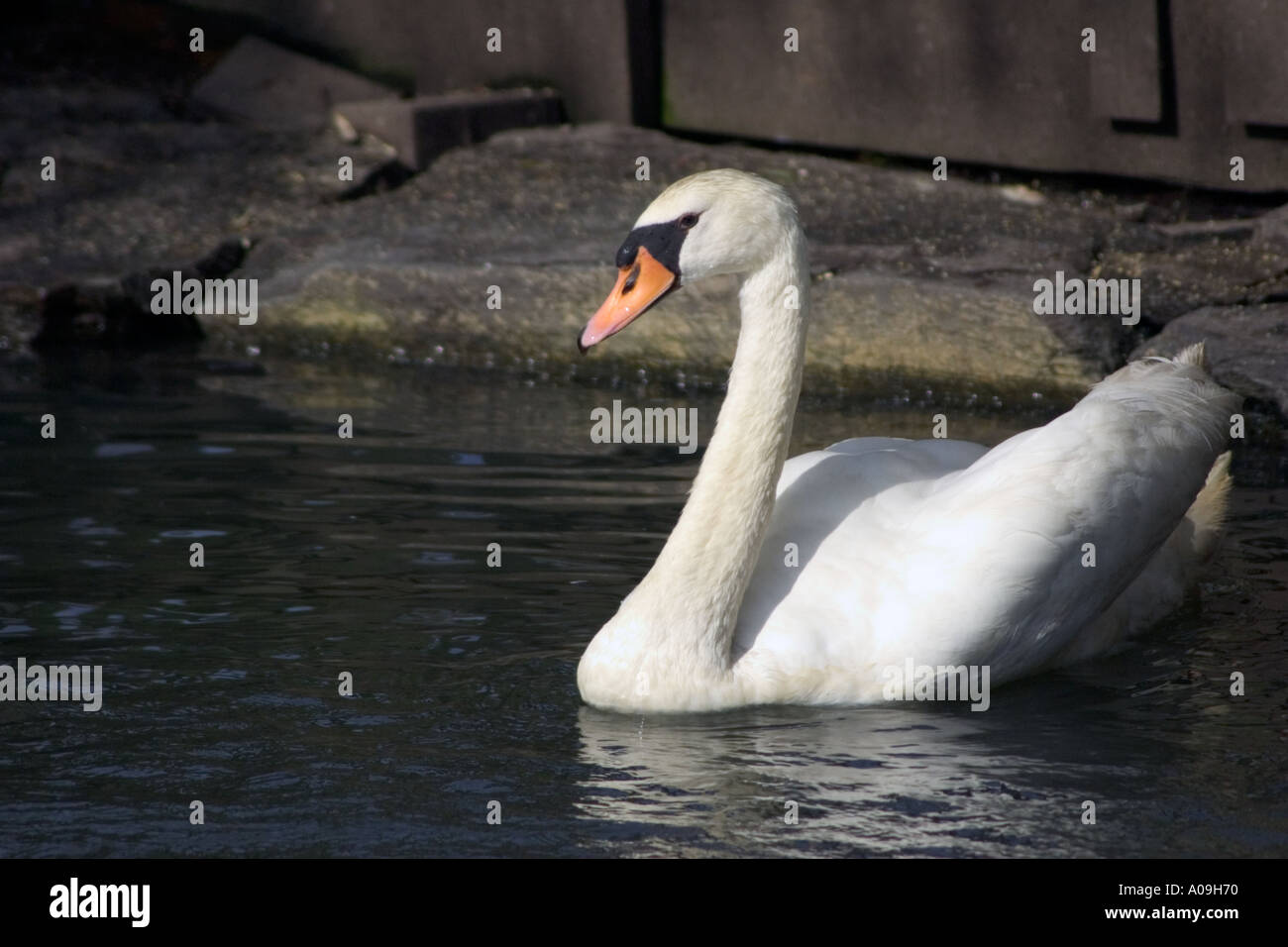 Swan floating in pond Stock Photo - Alamy