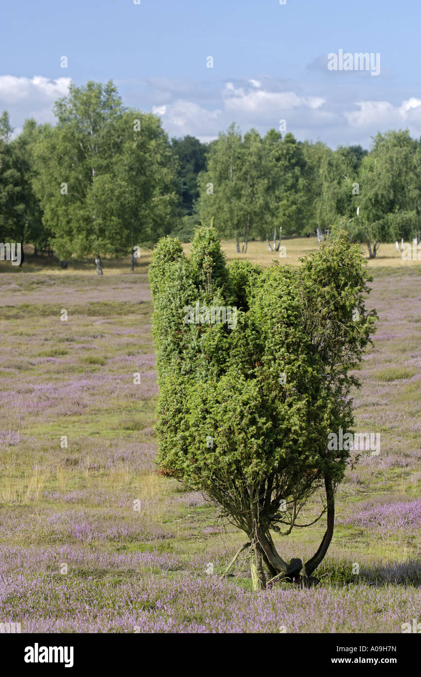 Juniperus communis blossom hi-res stock photography and images - Alamy