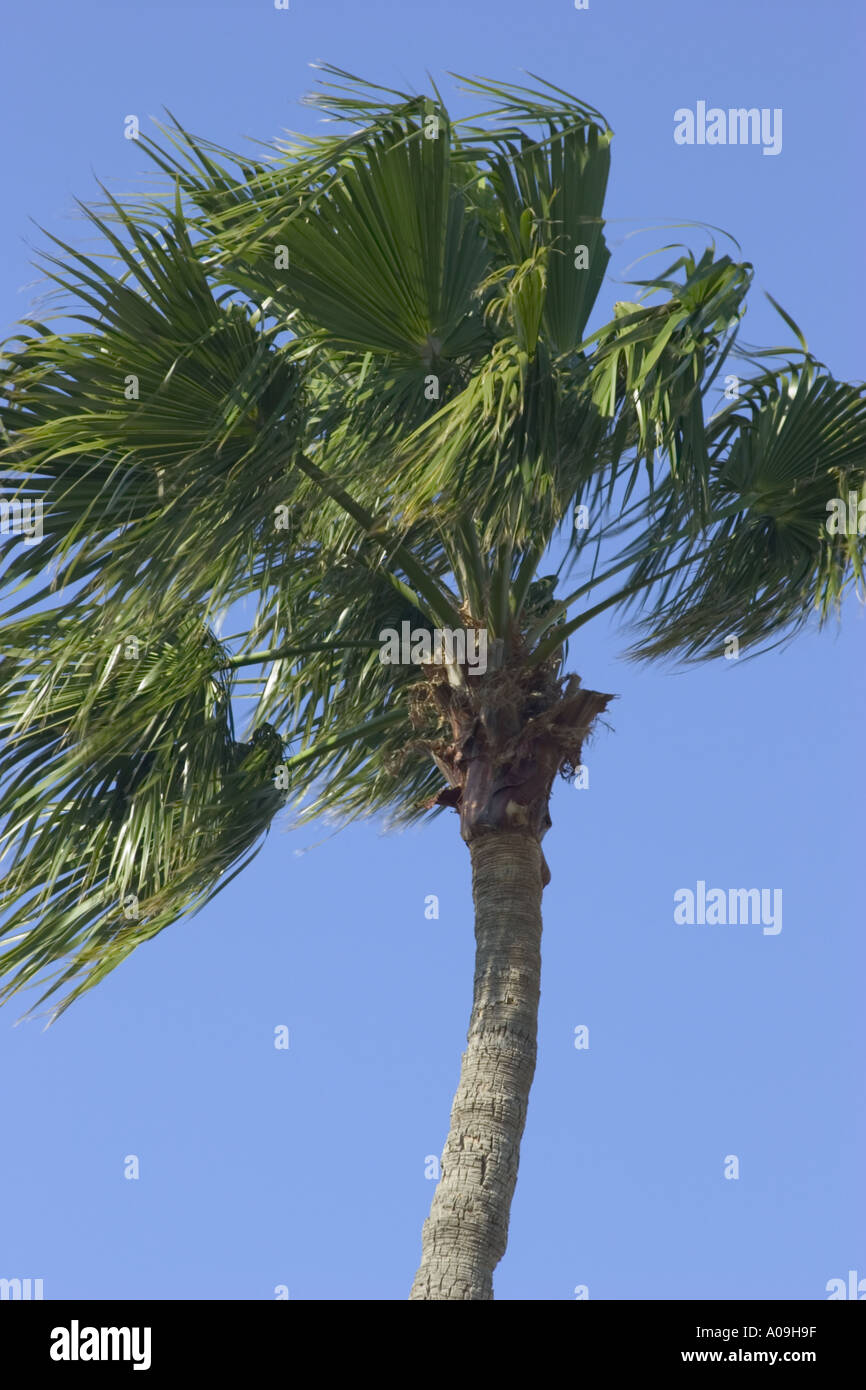 Palm tree in sunny Orlando Florida Stock Photo - Alamy