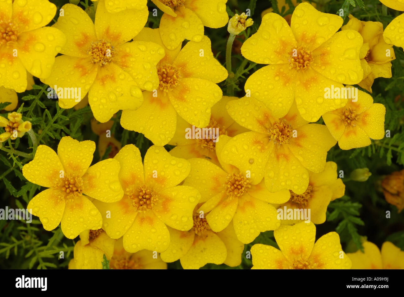 Lemon marigold, Signet marigold (Tagetes tenuifolia, Tagetes signata ...