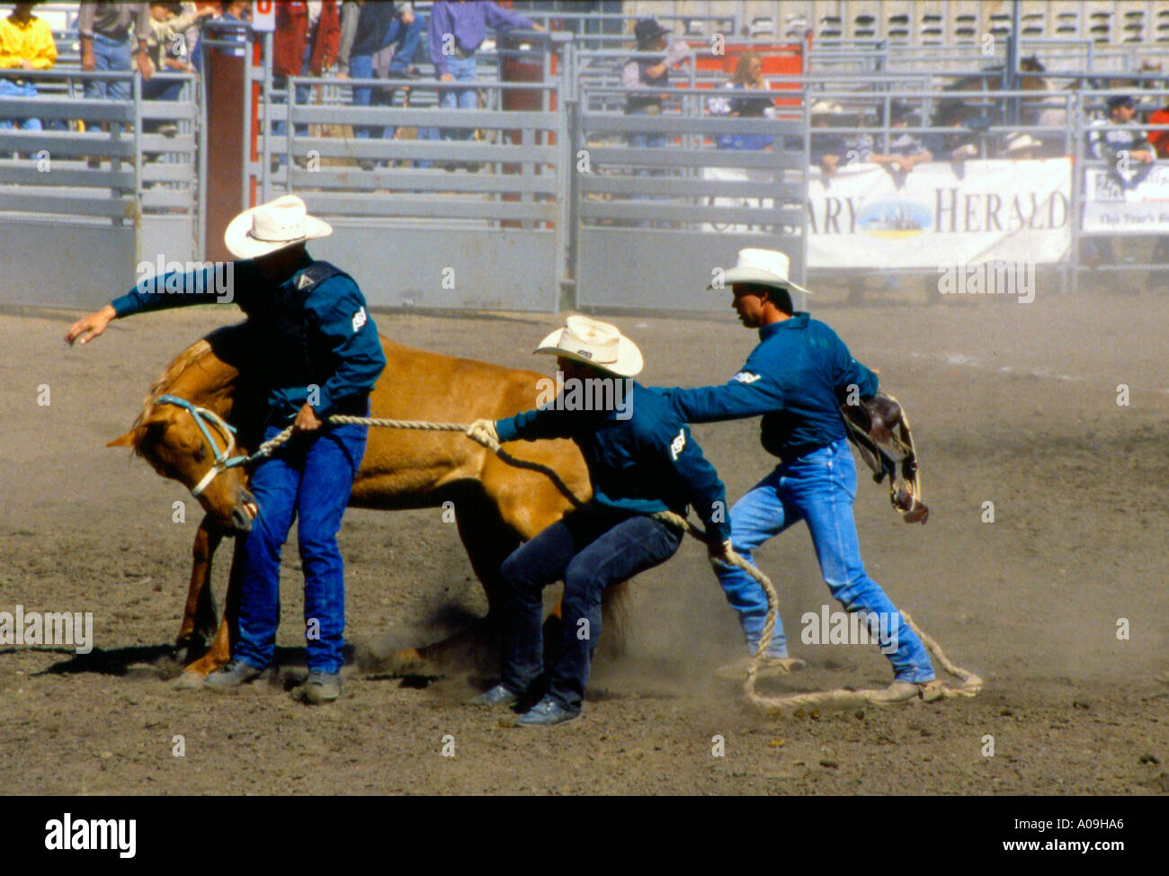 Wild horse race Stock Photo - Alamy