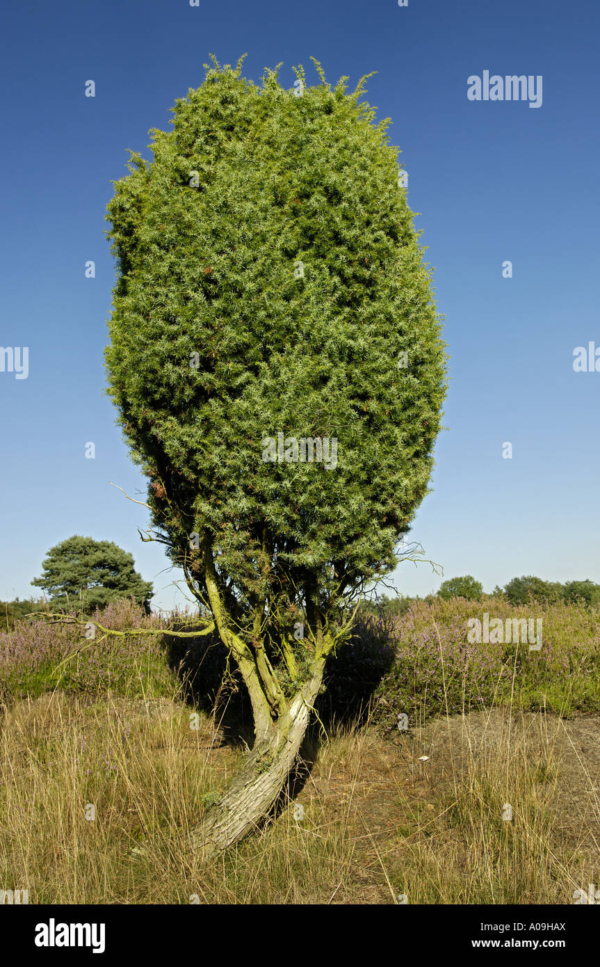 common juniper, ground juniper (Juniperus communis), Juniper in front ...