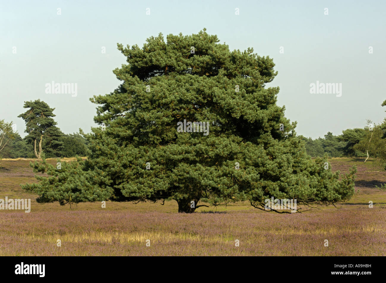 Scotch pine, scots pine (Pinus sylvestris), single tree in heath ...