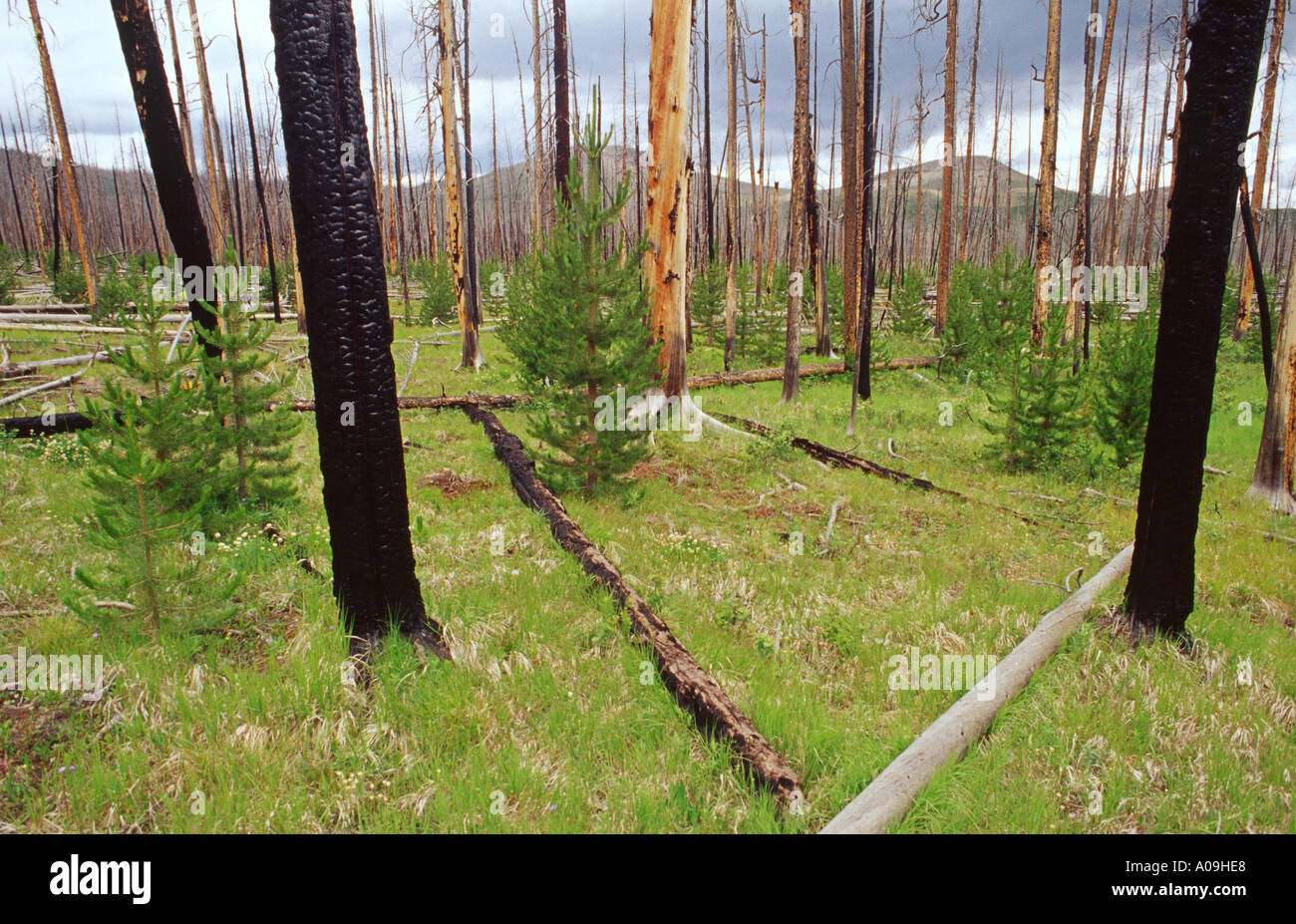 Forest Regeneration After Fire Yellowstone National Park Wyoming Usa