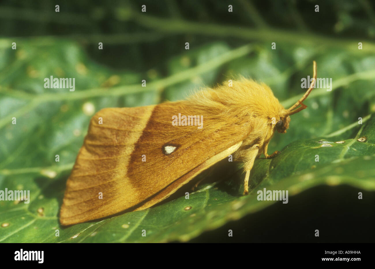 The Drinker moth resting Stock Photo - Alamy