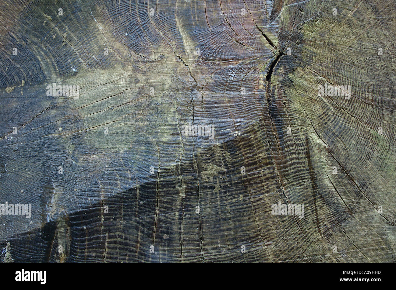 Woodscape hi-res stock photography and images - Alamy