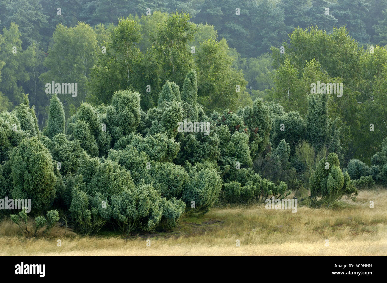 common juniper, ground juniper (Juniperus communis), and birches ...